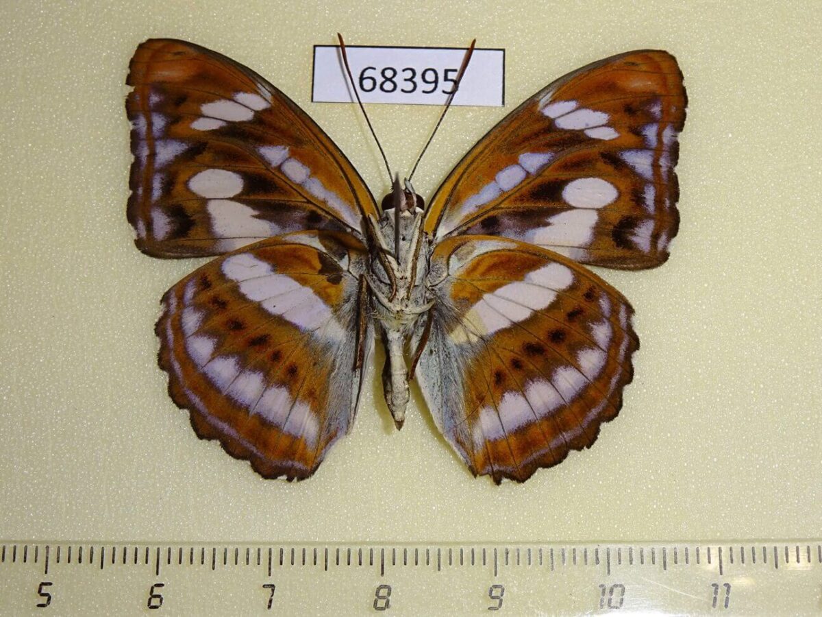 Nymphalidae Athyma nefte Thailand - Fareastinsects