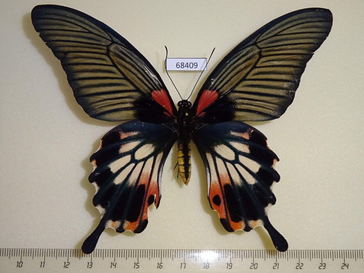 Papilionidae Papilio memnon agenor form distantianus f Thailand ...