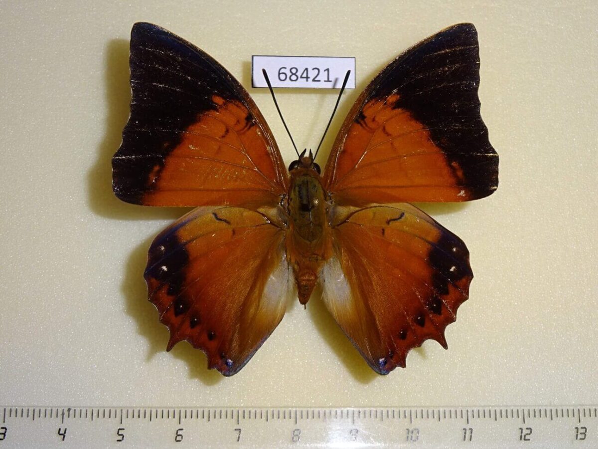 Nymphalidae Charaxes bernardus Thailand - Fareastinsects