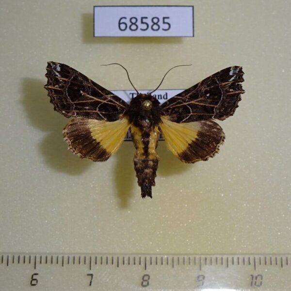 Noctuidae Callopistria thalpophiloides Thailand - Fareastinsects