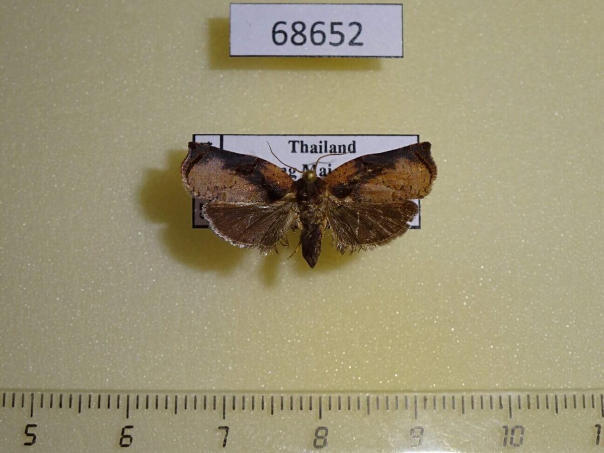 Tortricidae Homona eductana Thailand - Fareastinsects