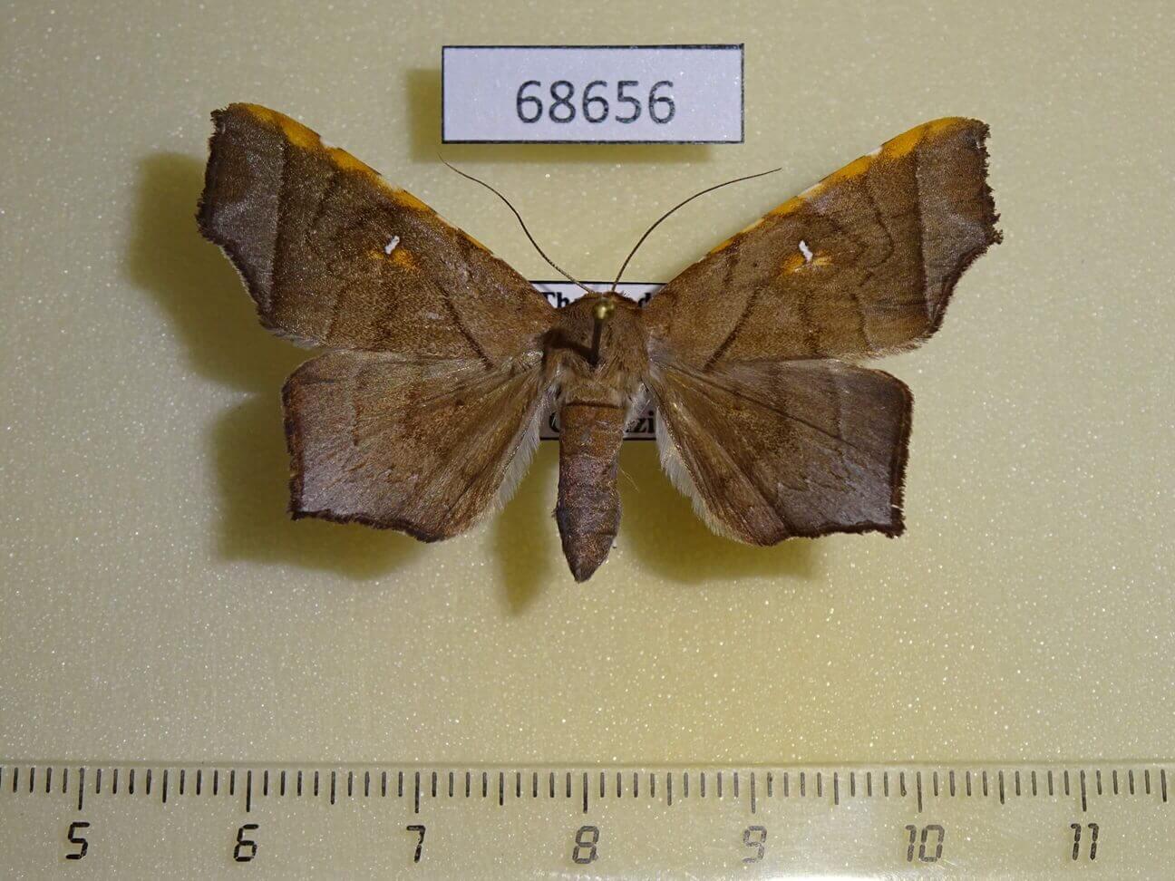 Noctuidae Episparis costistriga f Thailand - Fareastinsects