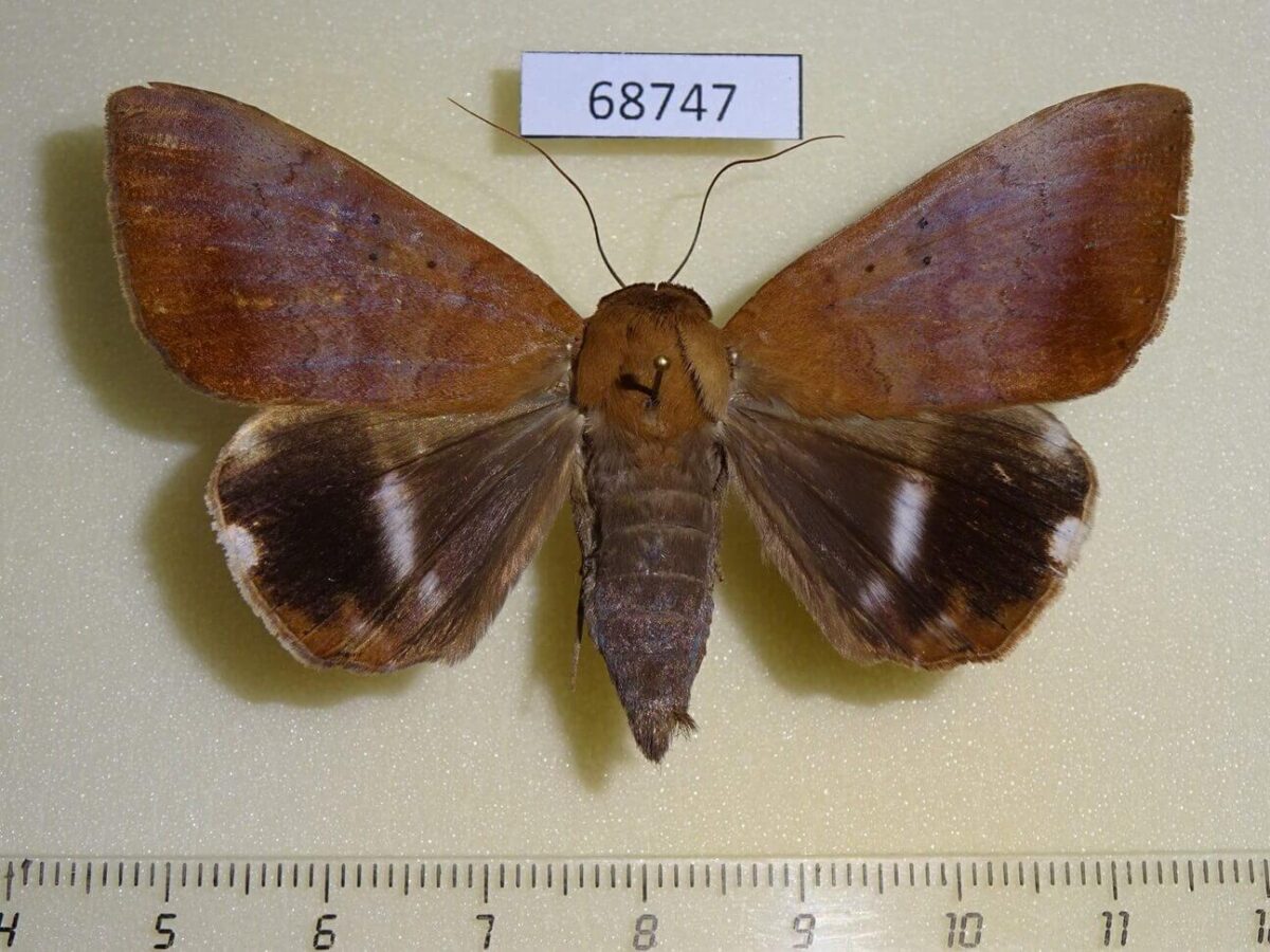 Noctuidae Achaea serva Thailand - Fareastinsects