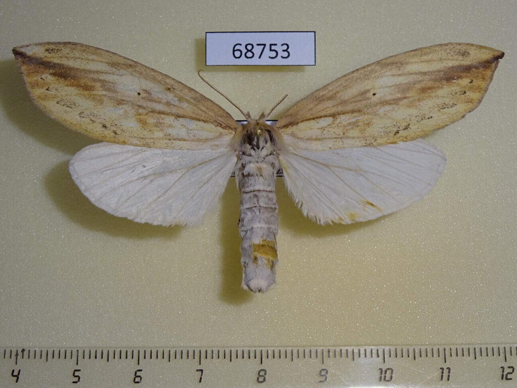 Notodontiidae Periergos genitale f Thailand - Fareastinsects