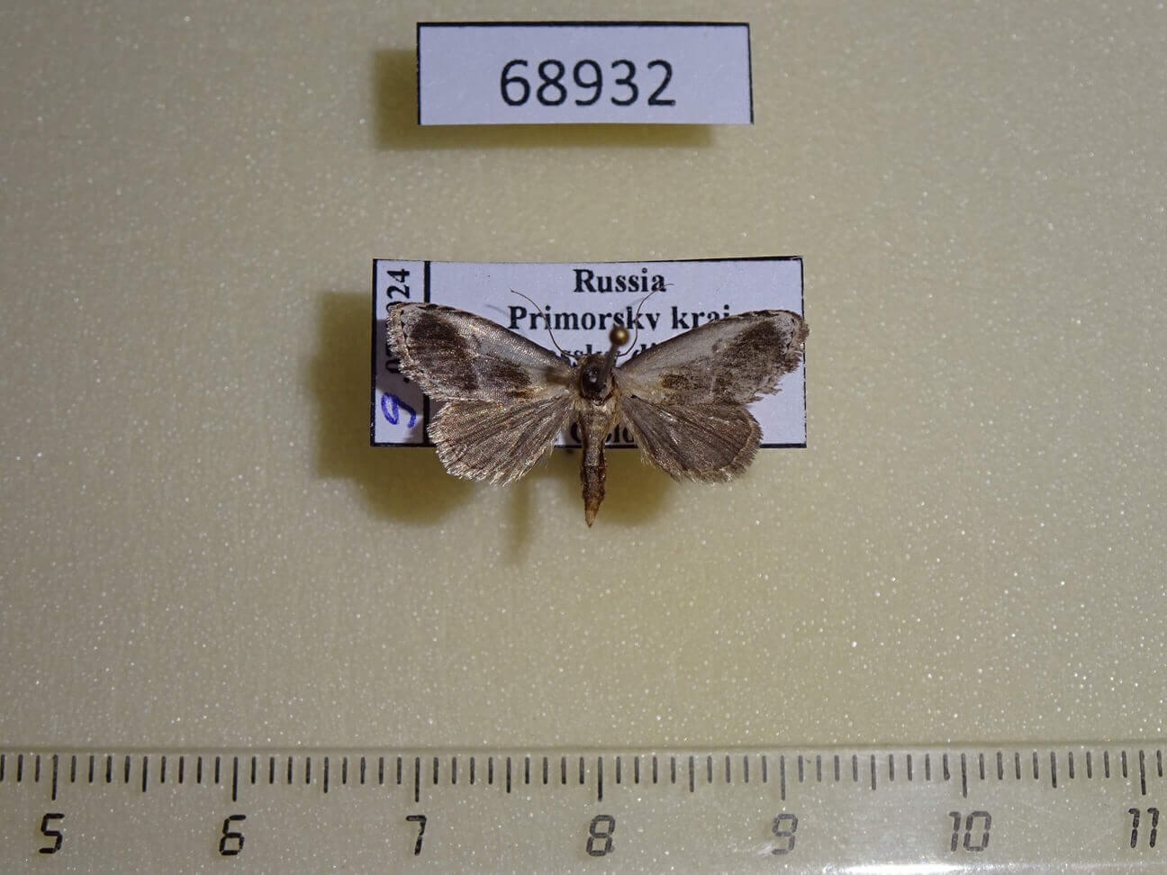 Noctuidae Acontia olivacea Primorye - Fareastinsects