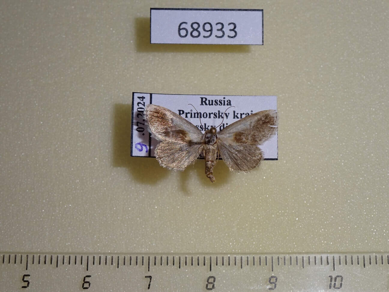 Noctuidae Acontia olivacea Primorye - Fareastinsects