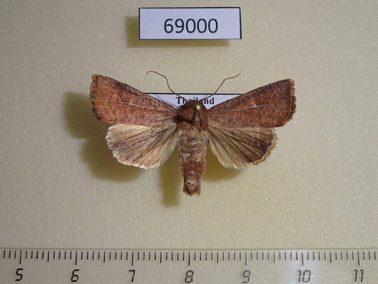 Noctuidae Mythimna pallidicosta Thailand - Fareastinsects