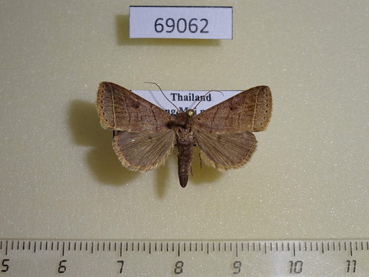 Noctuidae Bocula caradrinoides Thailand - Fareastinsects