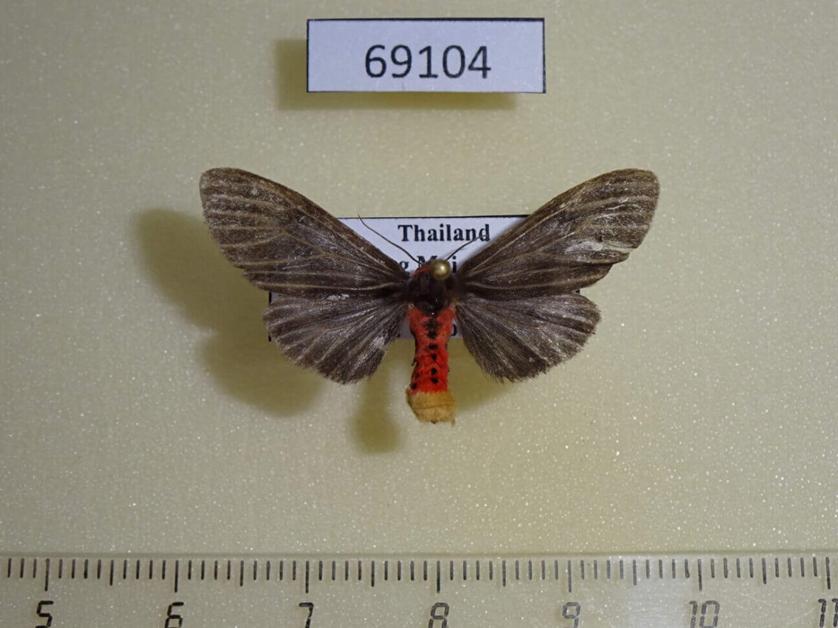 Arctiidae Lemyra miniatrata f Thailand - Fareastinsects