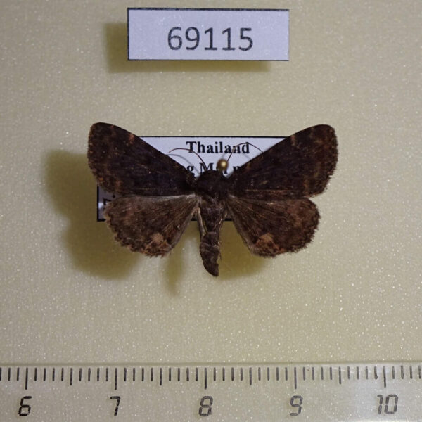 Noctuidae Bocula caradrinoides Thailand - Fareastinsects