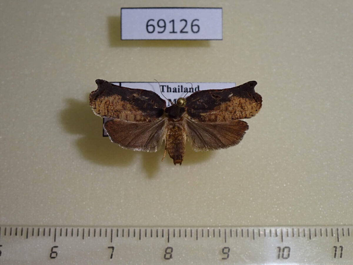 Tortricidae Homona eductana Thailand - Fareastinsects