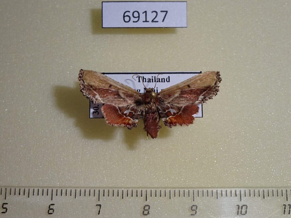 Pyralidae Zitha sp. f Thailand - Fareastinsects