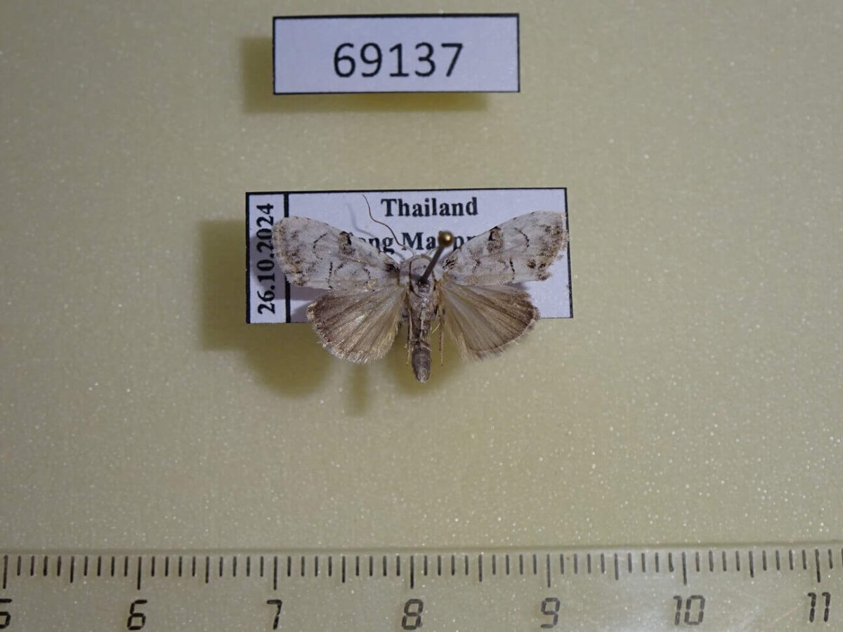 Noctuidae Barasa lunisigna Thailand - Fareastinsects