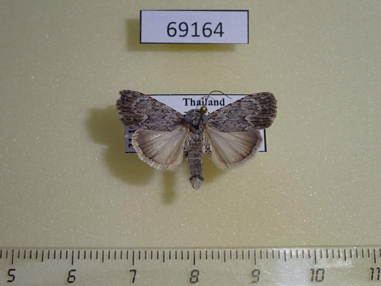 Noctuidae Barasa alopha Thailand - Fareastinsects