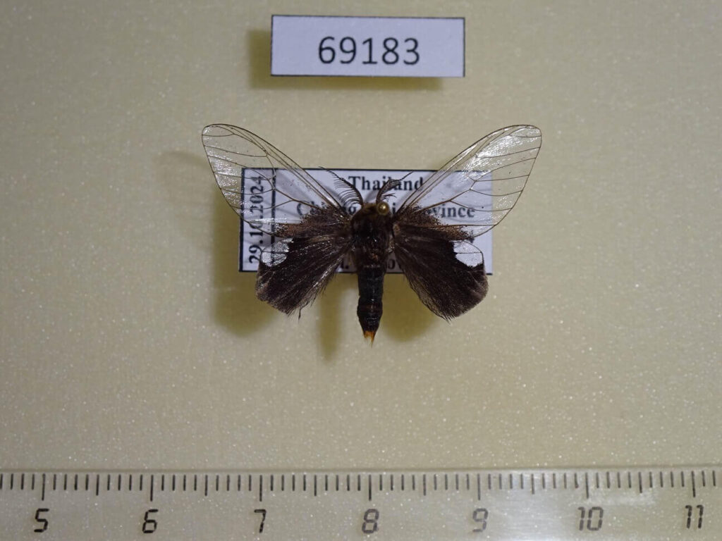 Lymantridae Perina nuda Thailand - Fareastinsects