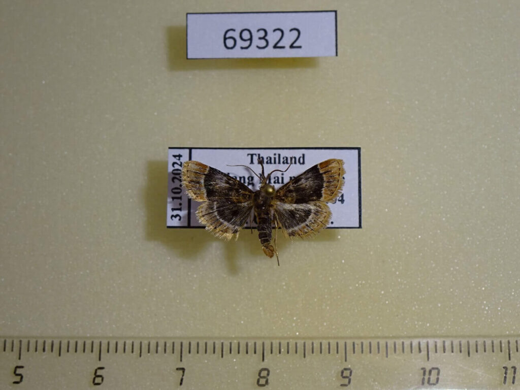 Pyralidae sp. Thailand - Fareastinsects