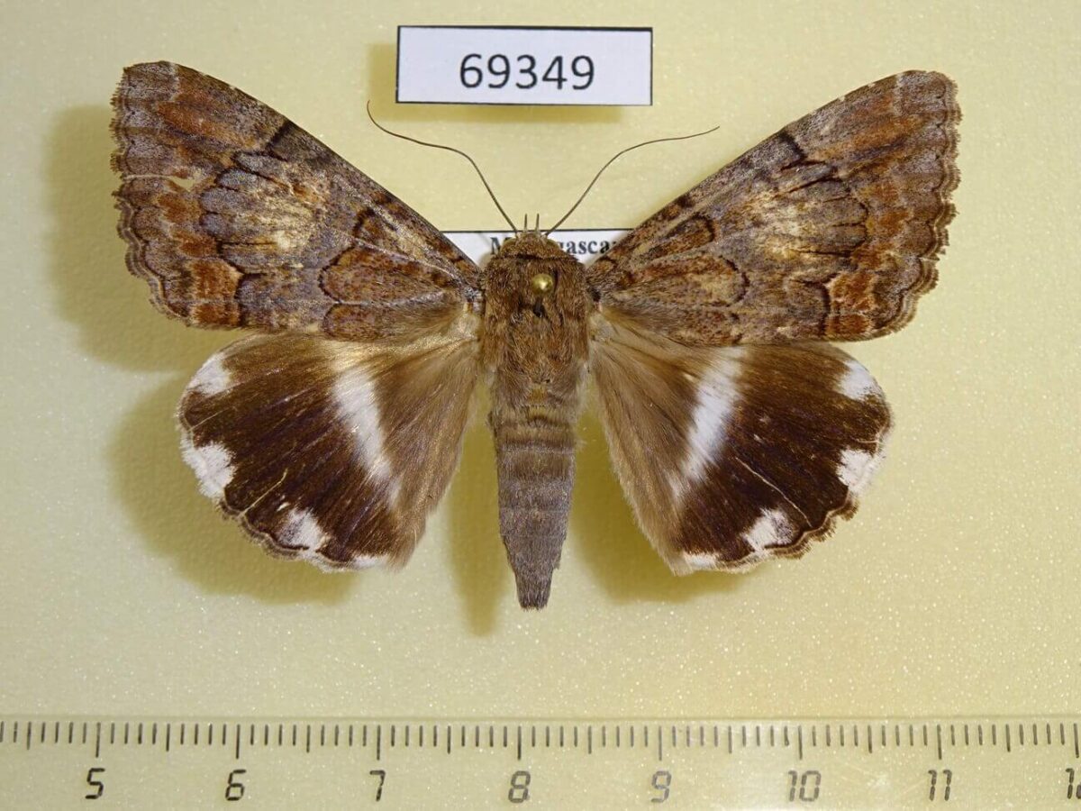 Noctuidae Achaea catella Madagascar - Fareastinsects