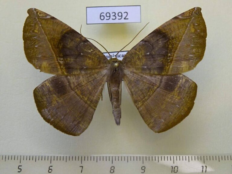 Geometridae Oxydia vesulia Dominicana - Fareastinsects