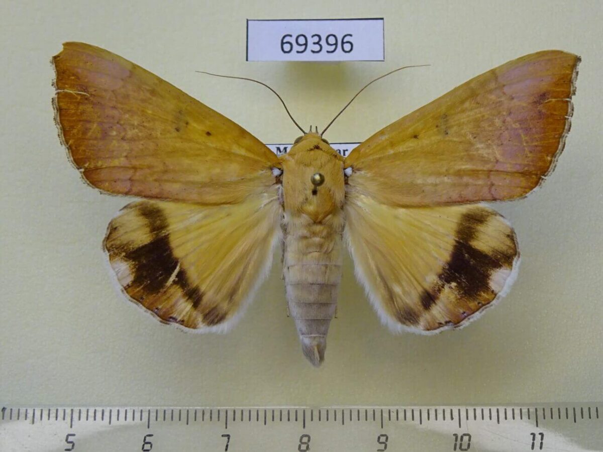 Noctuidae Achaea leucopasa Madagascar - Fareastinsects