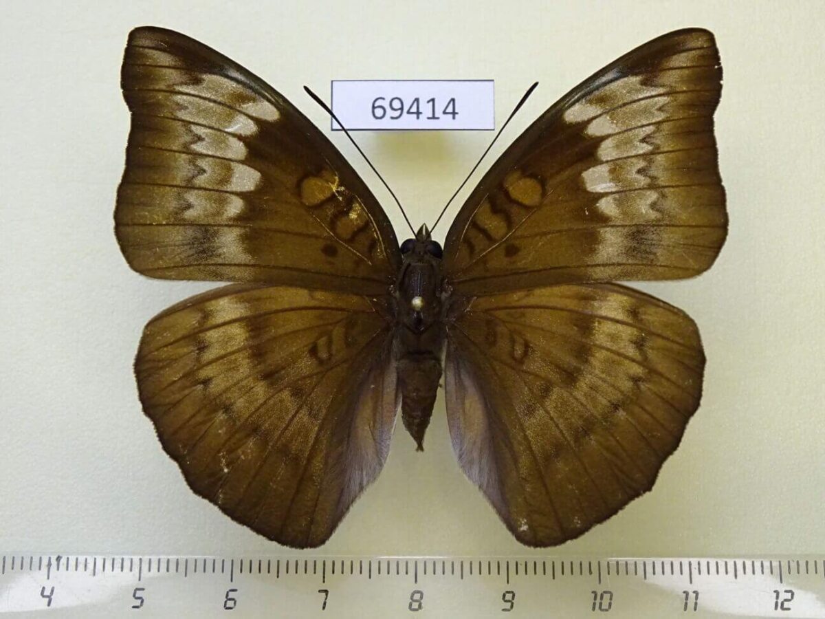 Nymphalidae Euthalia monina f Thailand - Fareastinsects