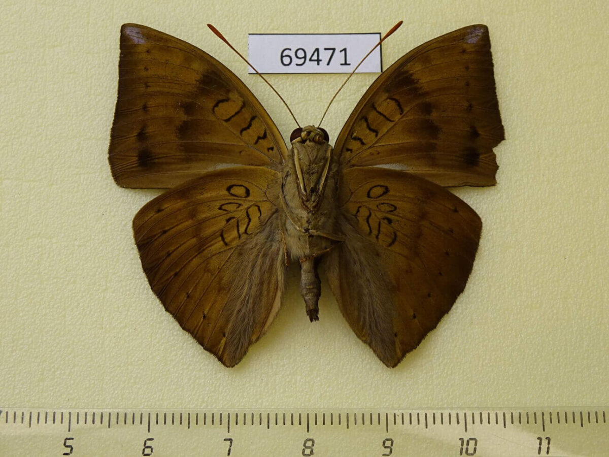 Nymphalidae Euthalia aconthea Thailand - Fareastinsects