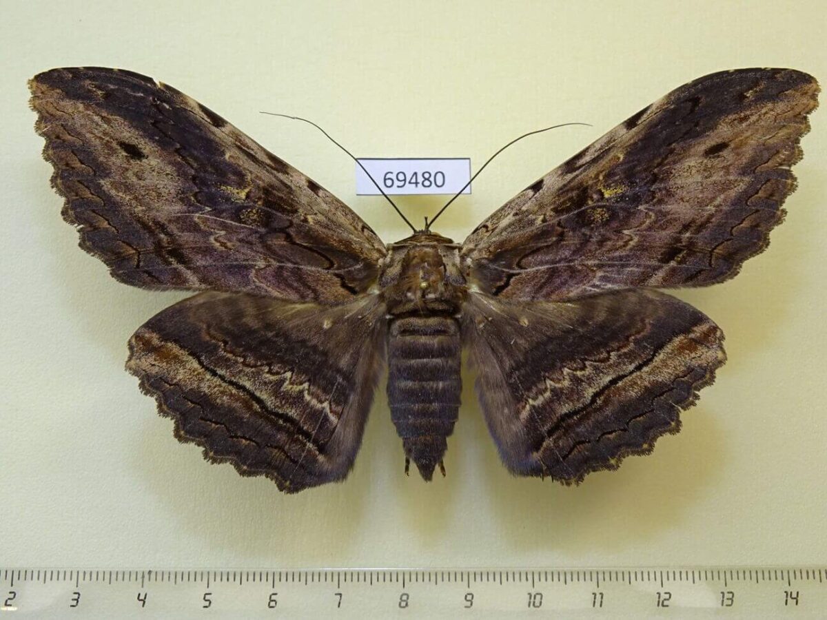 Noctuidae Anisoneura aluco f Thailand - Fareastinsects
