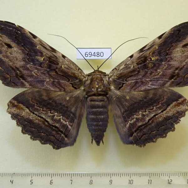 Noctuidae Anisoneura aluco f Thailand - Fareastinsects