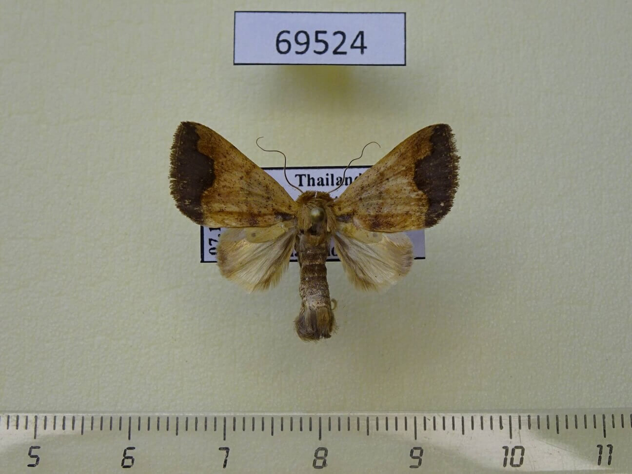 Noctuidae Bocula xanthostola Thailand - Fareastinsects