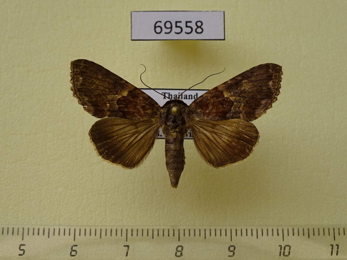 Euteliidae Odontodes aleuca Thailand - Fareastinsects