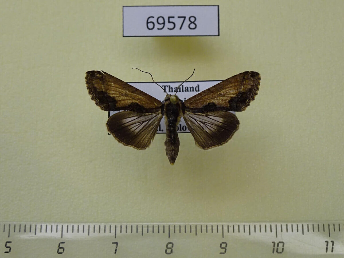 Euteliidae Lophoptera sp. Thailand - Fareastinsects