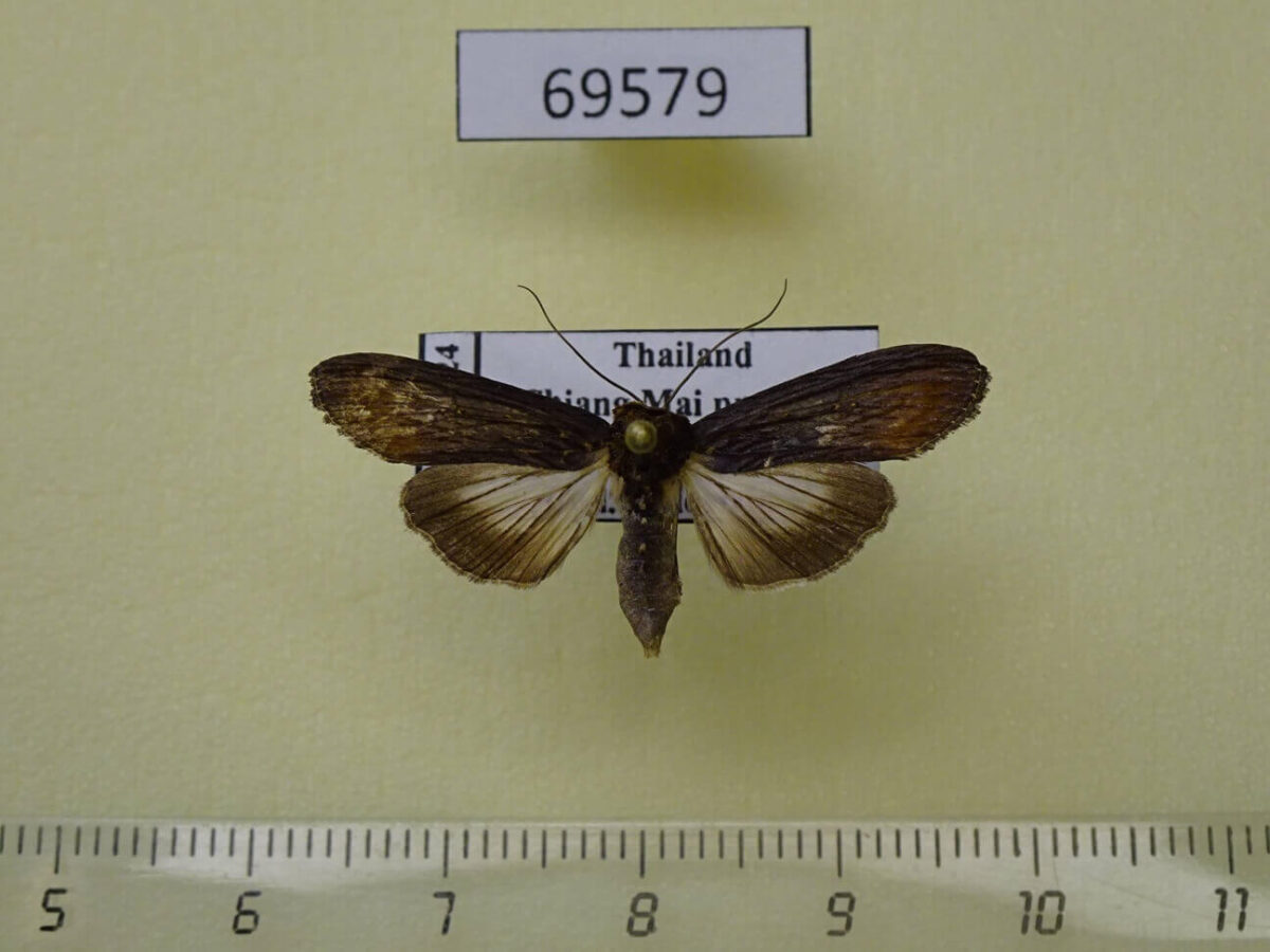 Euteliidae Lophoptera tenuis Thailand - Fareastinsects