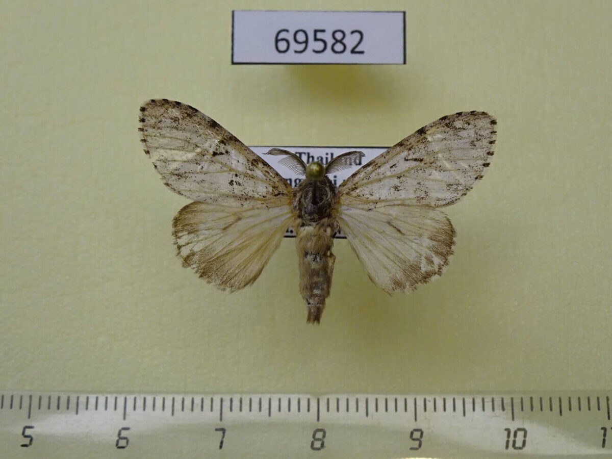 Lymantridae Lymantria sp. gyulaii Thailand - Fareastinsects