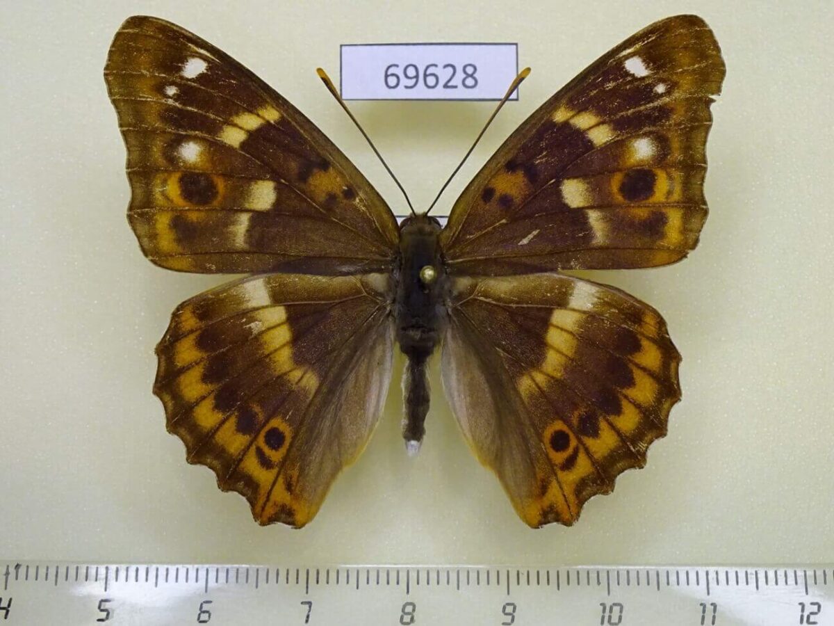 Nymphalidae Apatura ilia Transbaikal reg. - Fareastinsects