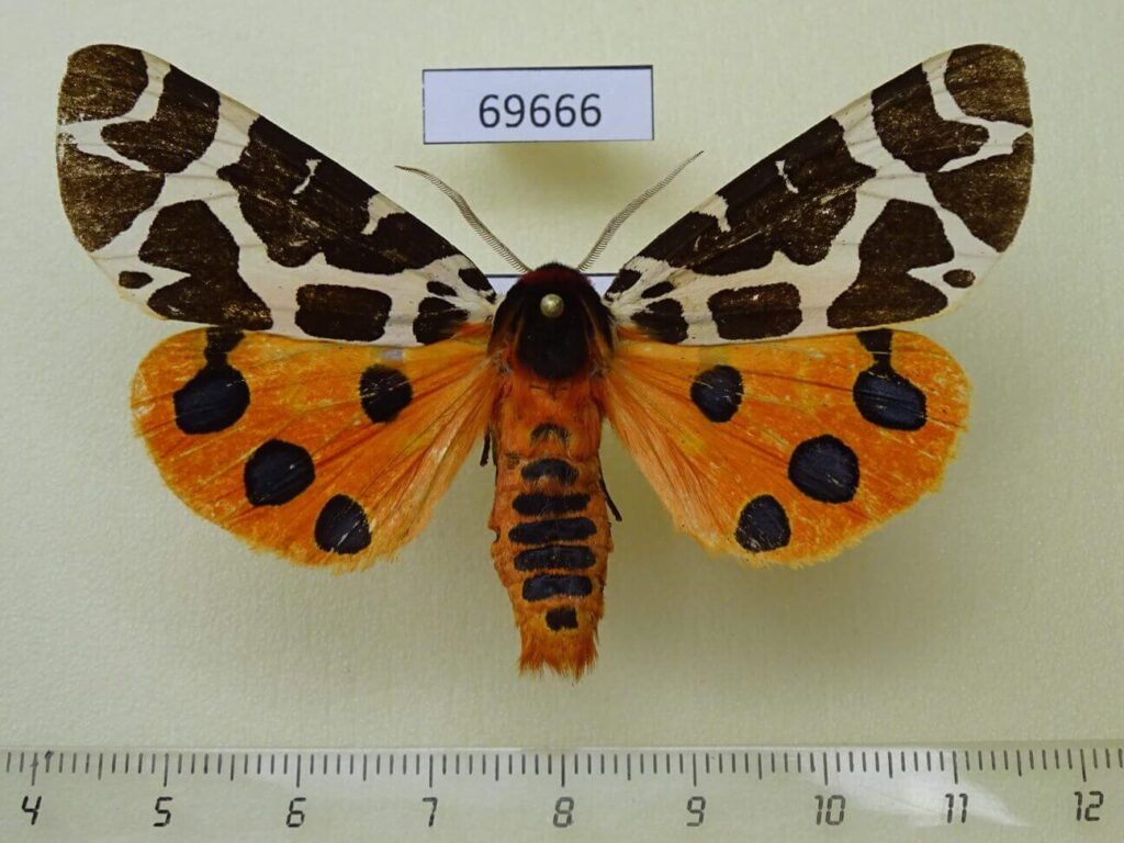 Arctiidae Arctia caja phaeosoma Primorye - Fareastinsects