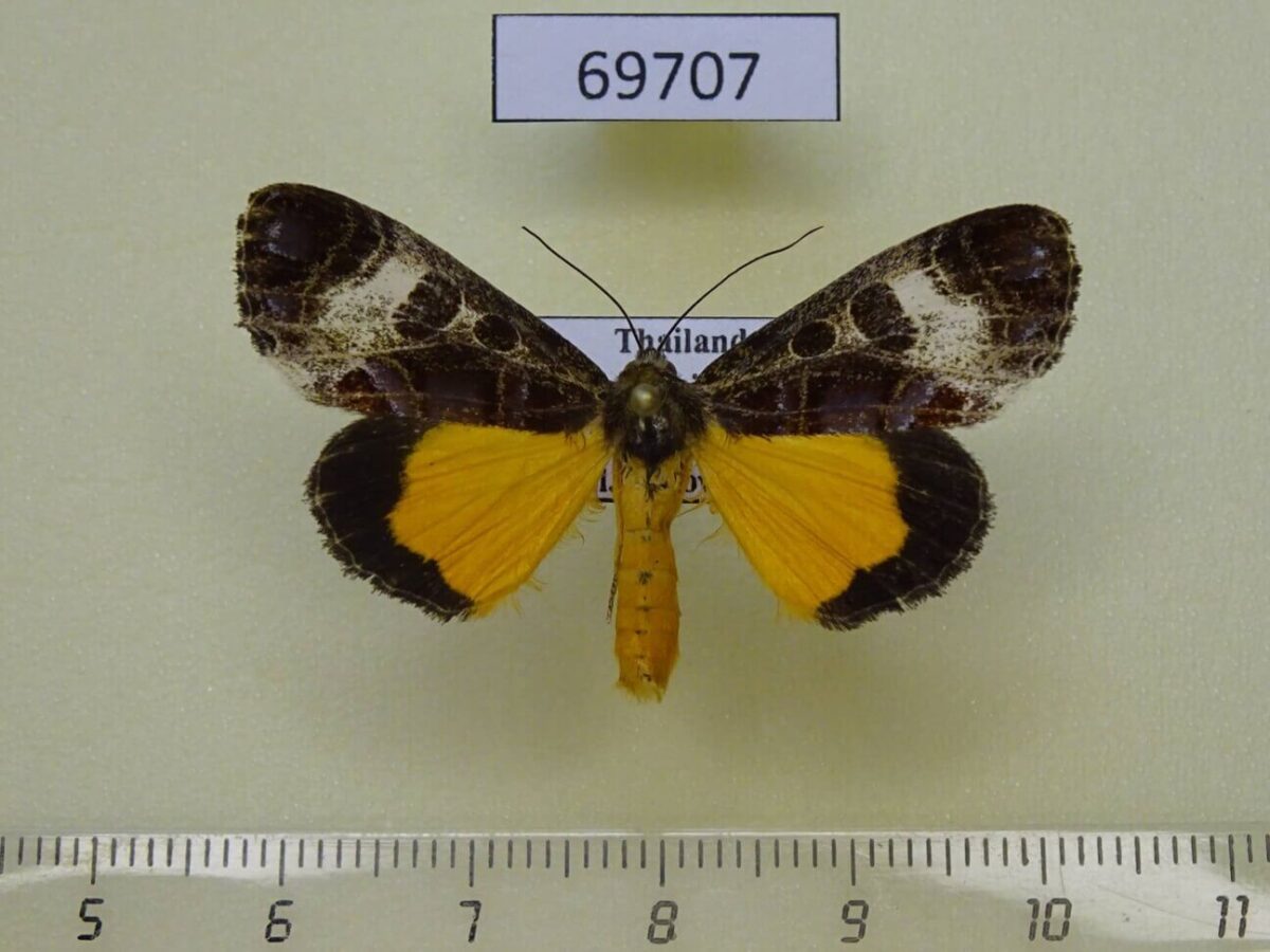Noctuidae Sarbanissa subalba Thailand - Fareastinsects