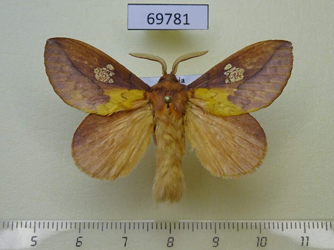 Lasiocampidae Euthrix laeta Primorye - Fareastinsects