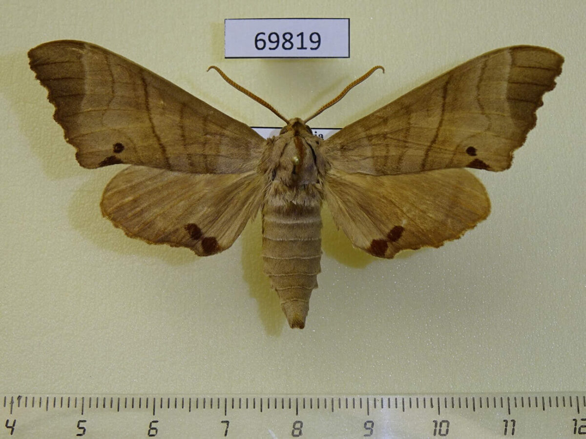 Sphingidae Marumba jankowskii Primorye - Fareastinsects