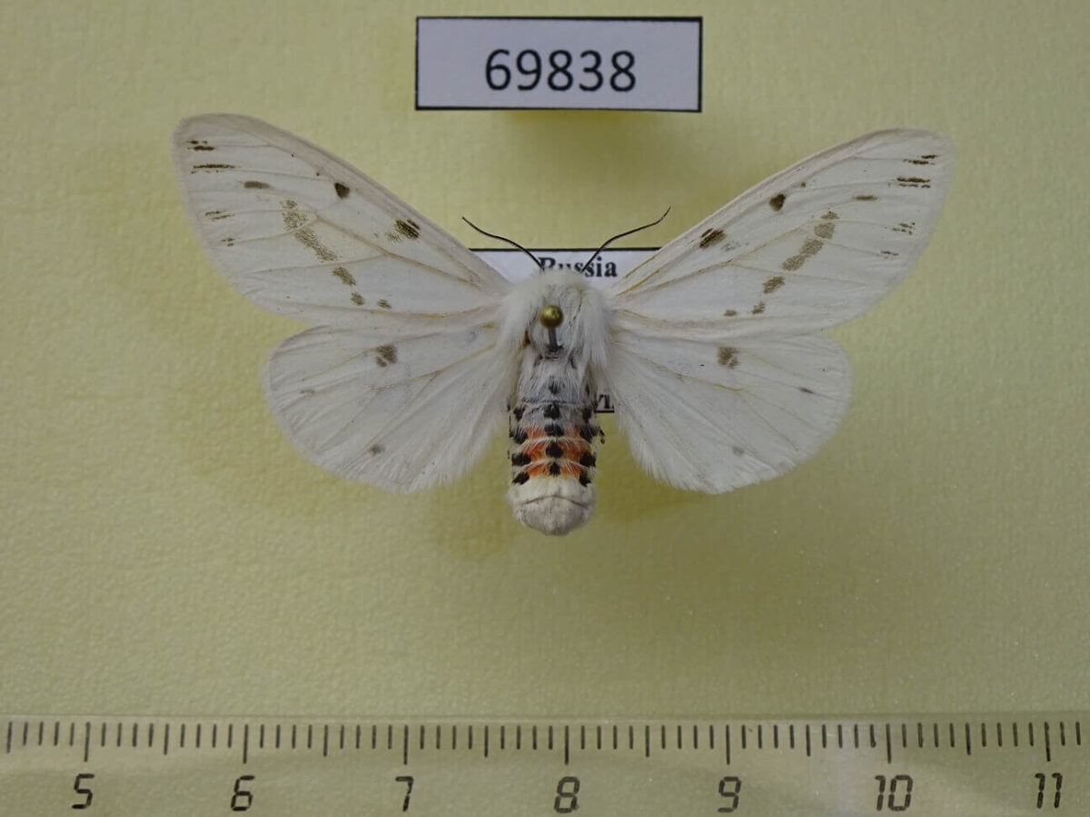 Arctiidae Lemyra boghaika f Primorye - Fareastinsects