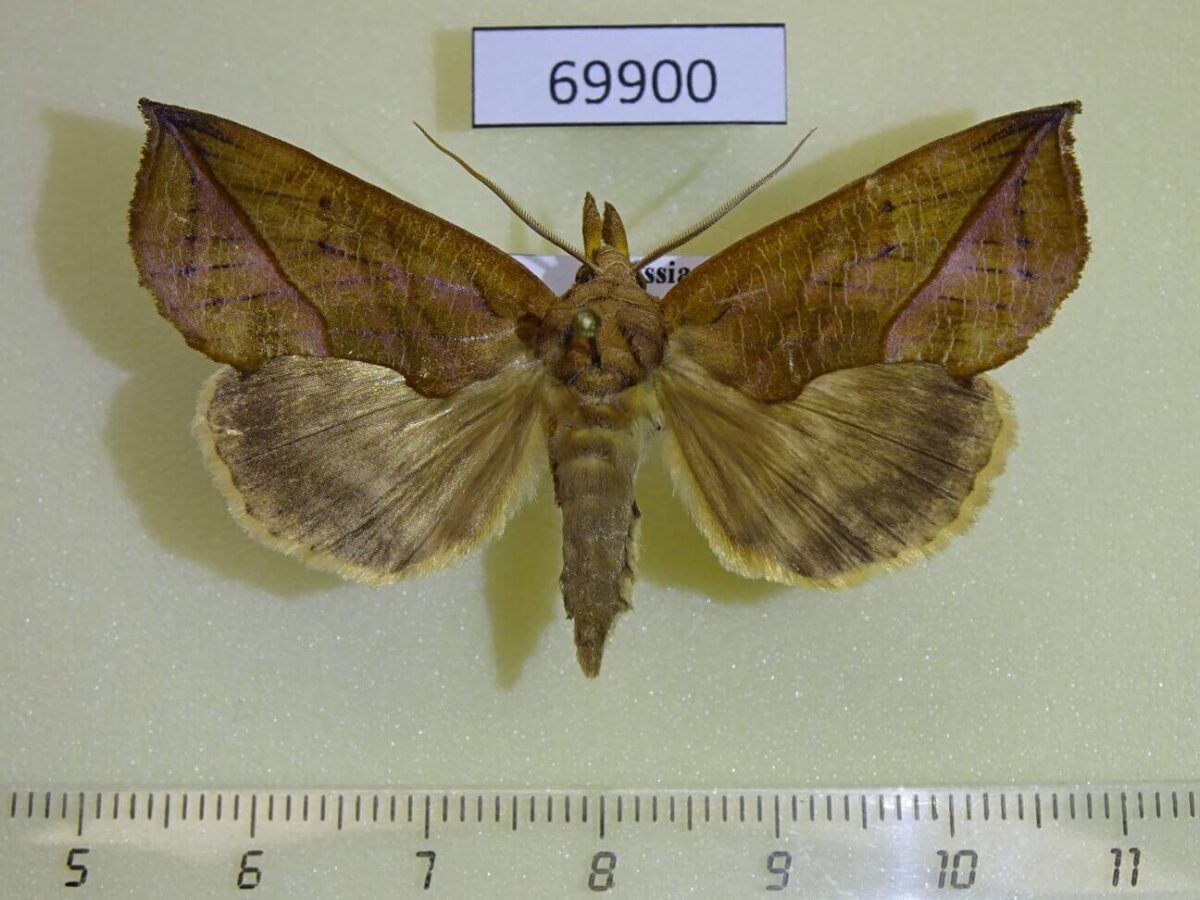 Noctuidae Calyptra lata Primorye - Fareastinsects