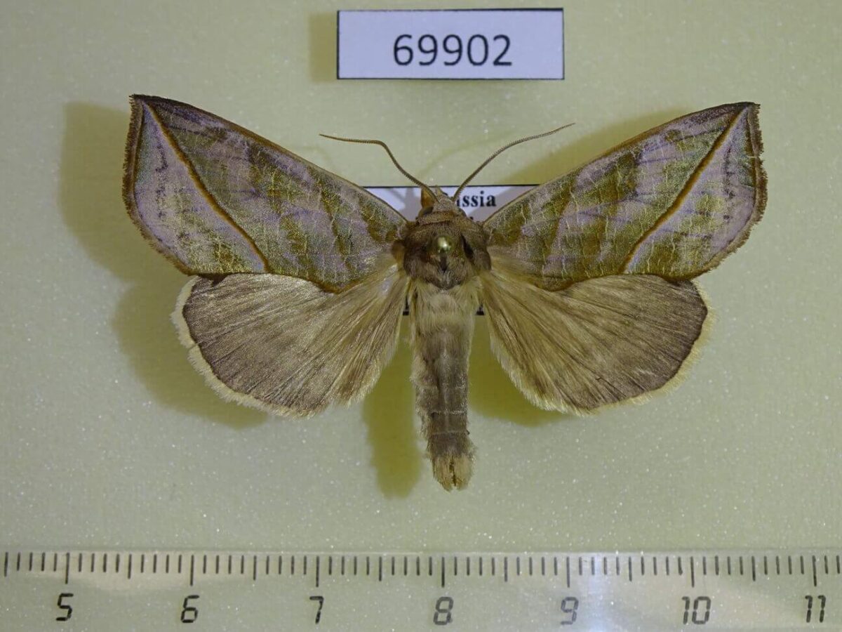 Noctuidae Calyptra thalictri Primorye - Fareastinsects