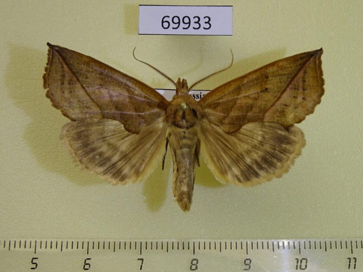 Noctuidae Calyptra lata Primorye - Fareastinsects