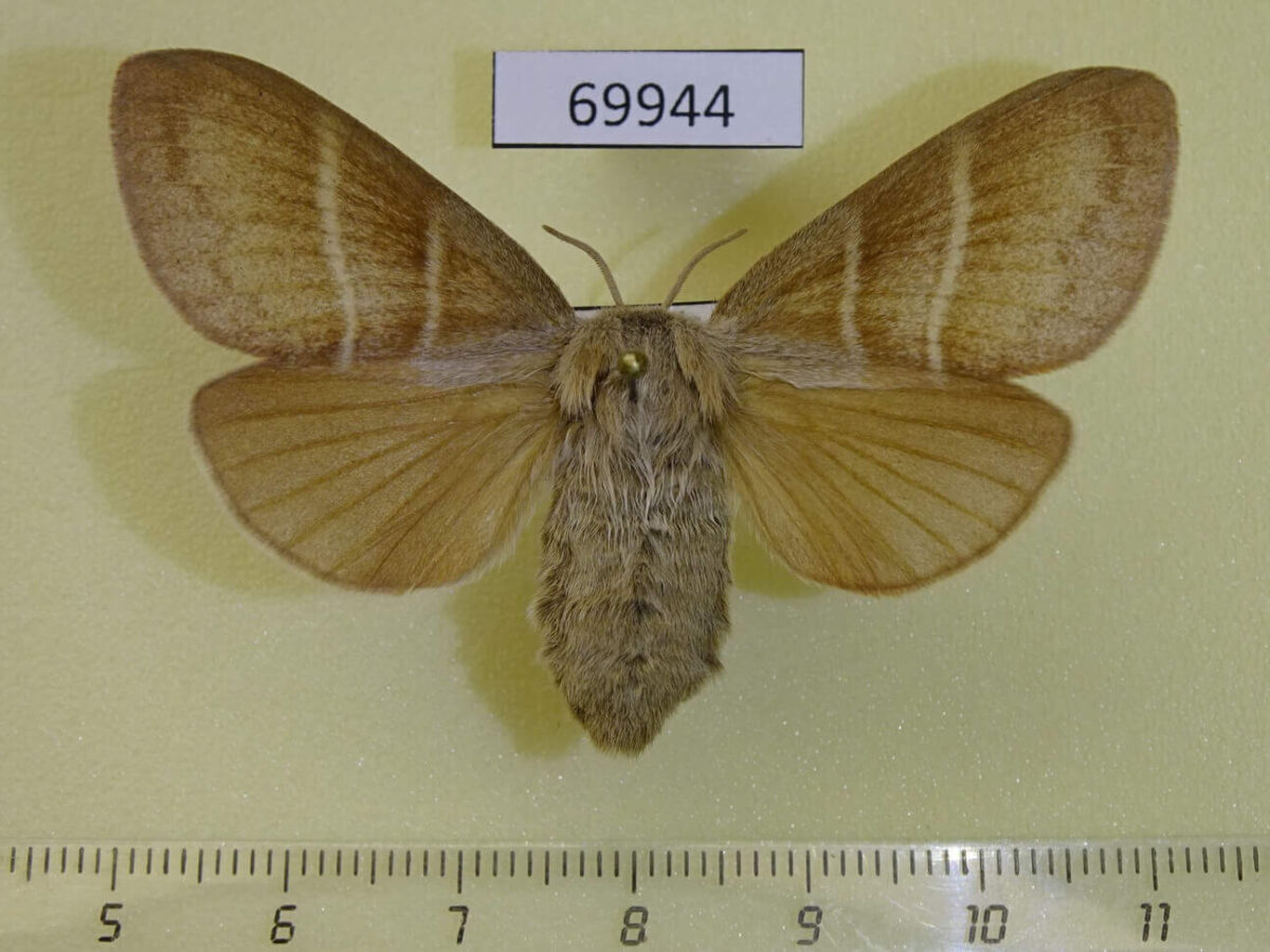 Lasiocampidae Macrothylacia rubi f Transbailal reg. - Fareastinsects