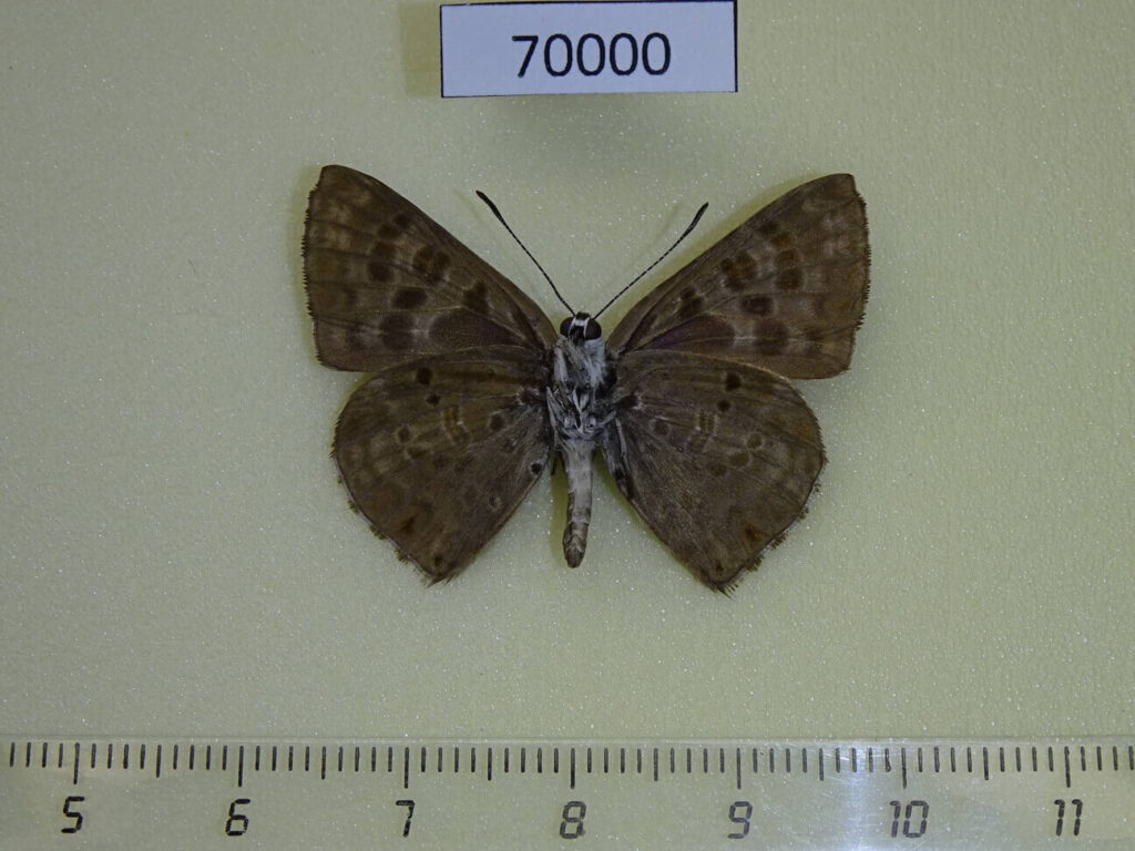 Lycaenidae Niphanda fusca Primorye - Fareastinsects