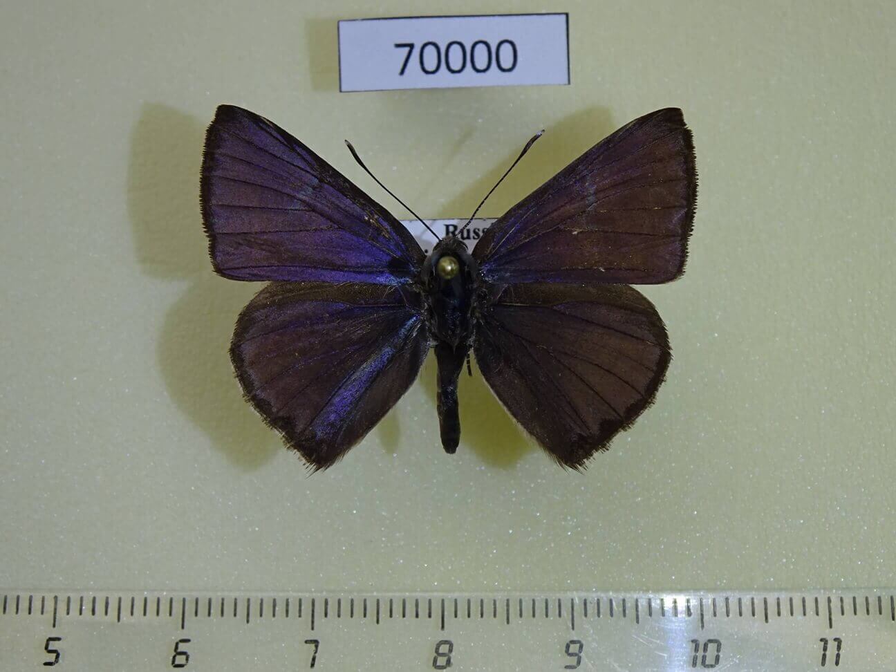 Lycaenidae Niphanda fusca Primorye - Fareastinsects