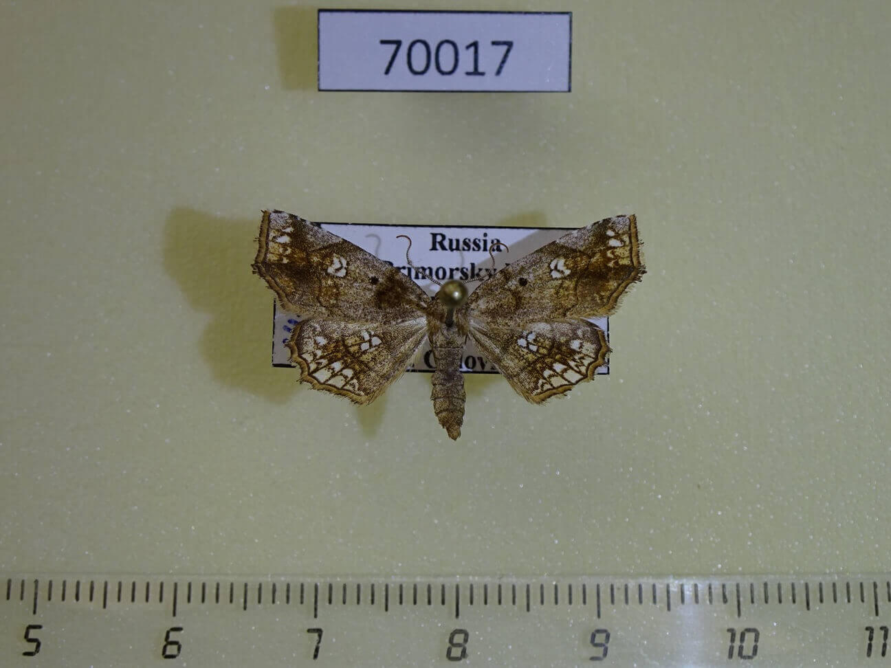 Noctuidae Pangrapta lunulata Primorye - Fareastinsects