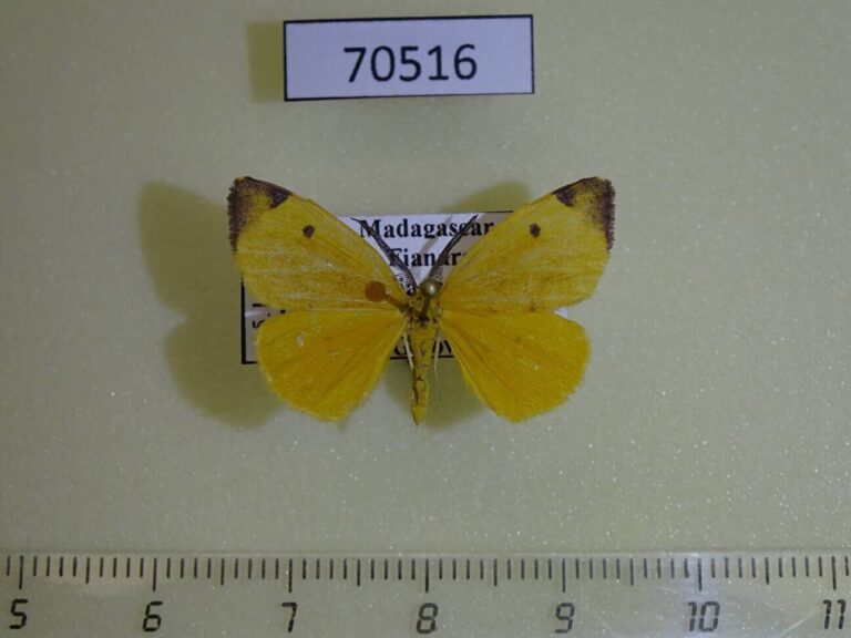 Geometridae Hylemera teleutaea Madagascar - Fareastinsects