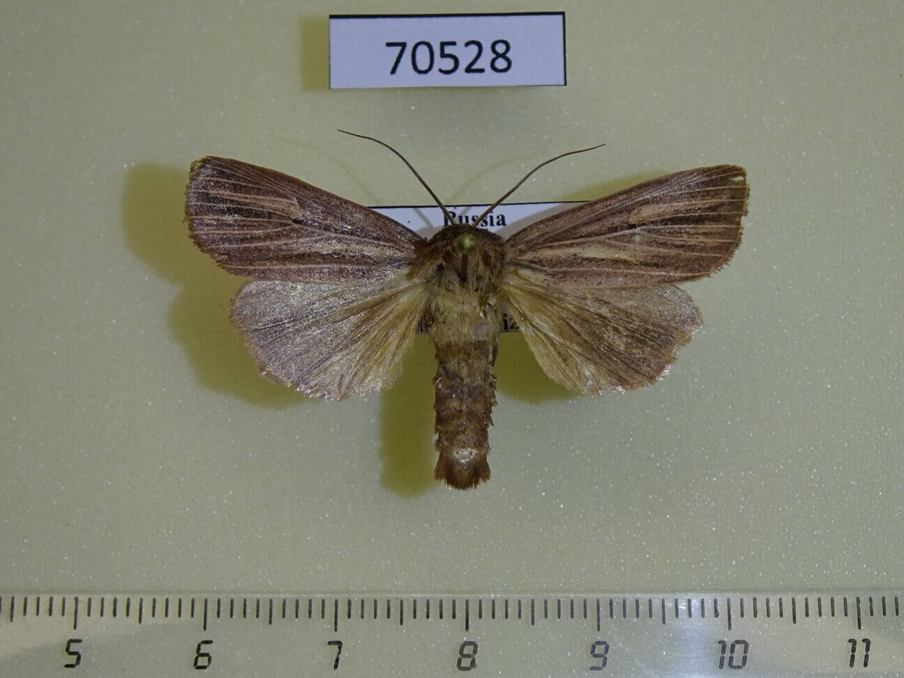 Noctuidae Mythimna pudorina Primorye - Fareastinsects