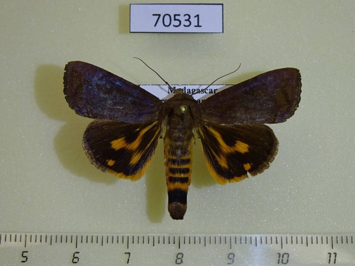 Noctuidae Hypocala florens Madagascar - Fareastinsects
