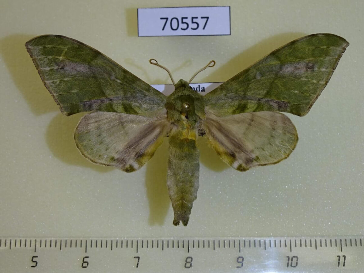 Sphingidae Chloroclanis virescens Uganda - Fareastinsects