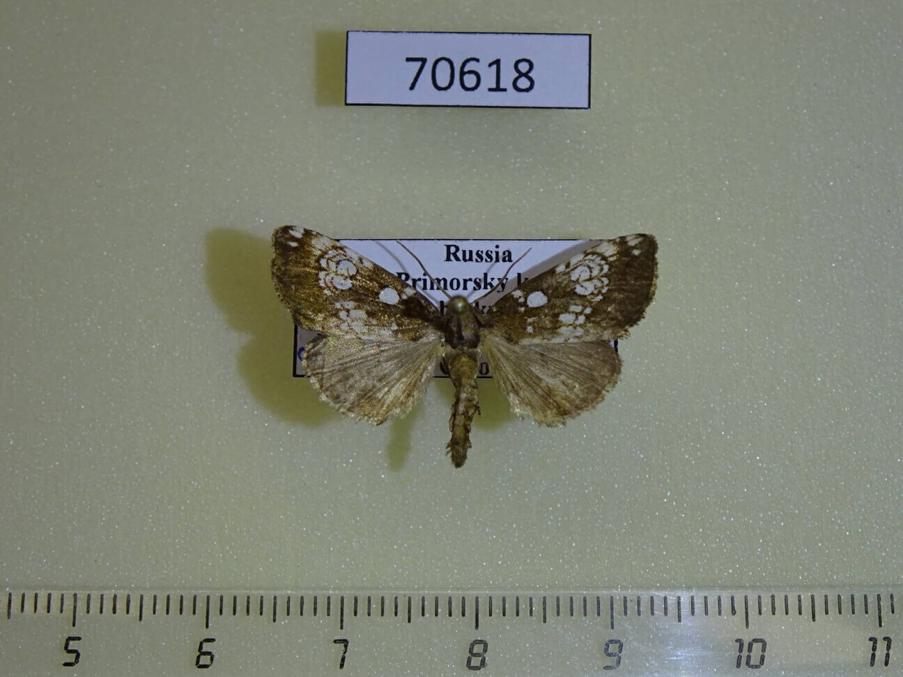 Noctuidae Dysmillichia gemella Primorye - Fareastinsects